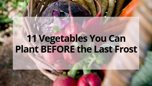 11 Vegetables You Can Plant BEFORE the Last Frost