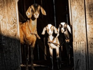 The Ultimate Guide to Breeding Goats