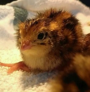 How to Raise Coturnix Quail on Your Small Homestead