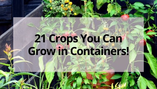 21 Crops You Can Grow in Containers on Your Deck or Balcony!