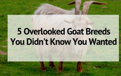 Raising Goats | The Free Range Life