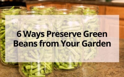 Food Preservation : Recipes and Tips
