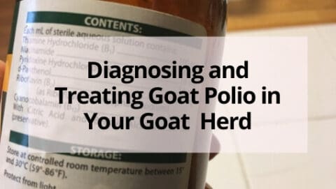 Raising Goats | The Free Range Life