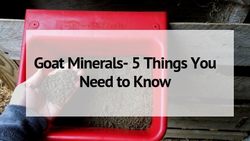 Goat Minerals- 5 Things You Need to Know for Your Goat's Health