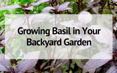 Gardening For Beginners | Tips and How-To Guides