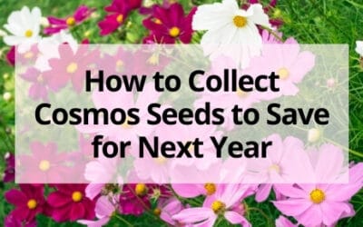 Gardening - The Free Range Life