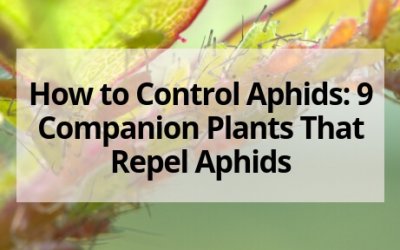 Gardening For Beginners | Tips and How-To Guides