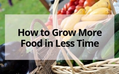 Homesteading - The Free Range Life