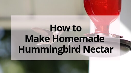 Easy Homemade Hummingbird Nectar Recipe (plus FAQ and Tips)