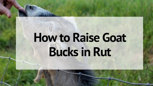 How to Raise Goat Bucks in Rut (And What You Need to Know!)