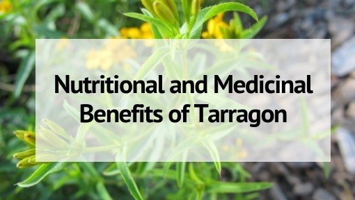 Nutritional and Medicinal Benefits of Tarragon