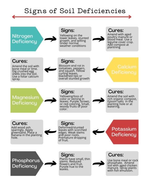 5 Important Soil Nutrient Deficiencies and How to Fix Them