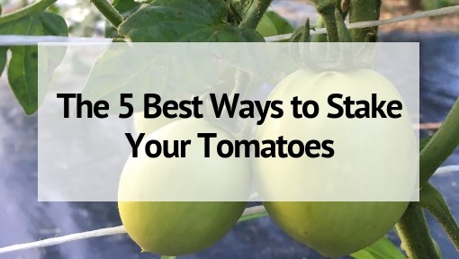 The 5 Best Ways to Stake Your Tomatoes The 5 Best Ways to Stake Your Tomatoes