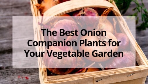 The Best Onion Companion Plants for Your Vegetable Garden