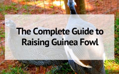 Raise Your Own Livestock