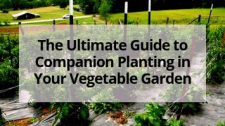 Gardening For Beginners | Tips and How-To Guides