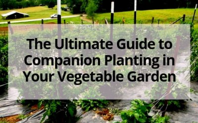 Gardening For Beginners | Tips and How-To Guides