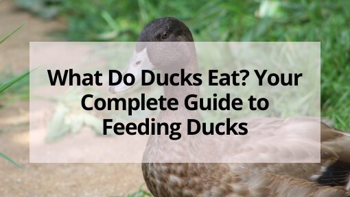 What Do Ducks Eat? Your Complete Guide to Feeding Ducks
