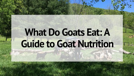 What Do Goats Eat? Your Complete Guide to Feeding Goats