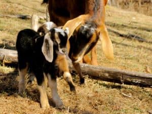 Diagnosing and Treating Scours in Goats