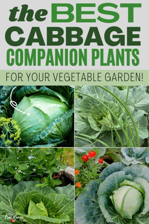 Best Cabbage Companion Plants in the Vegetable Garden