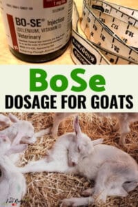 BoSe Dosage for Goats (+ When to Give It)