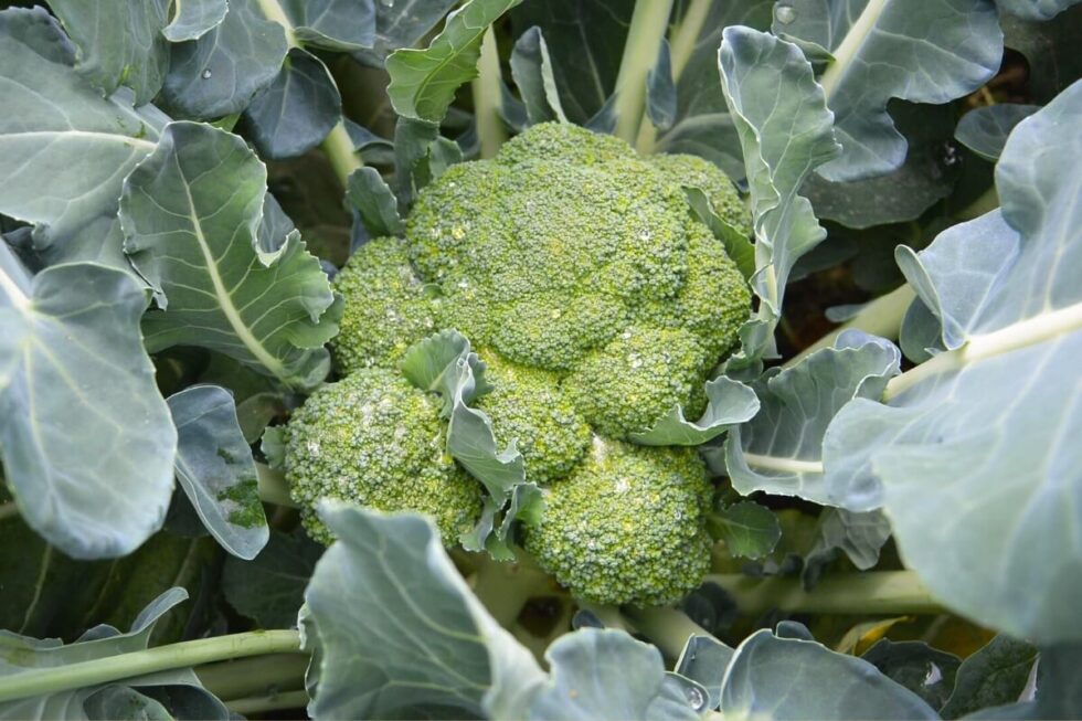 How to Grow Broccoli from Seed