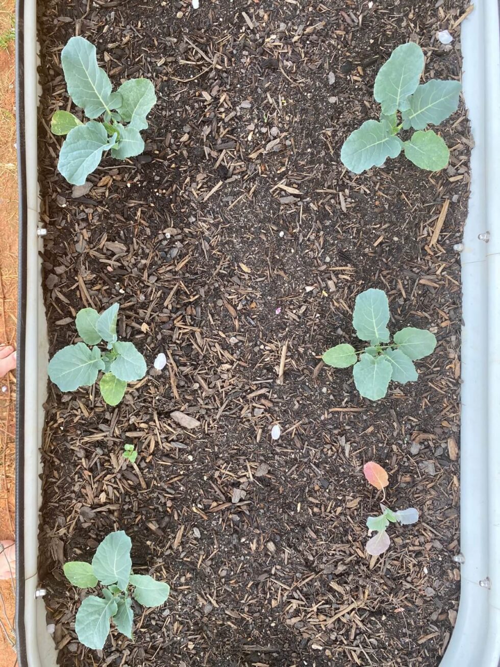 How to Grow Broccoli from Seed