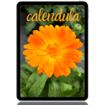 Calendula: A Guide on Growing, Using, and Preparing Calendula - The ...