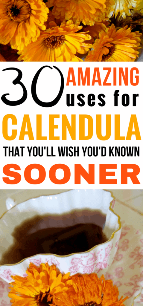 30 Amazing Benefits and Uses for Calendula - The Free Range Life