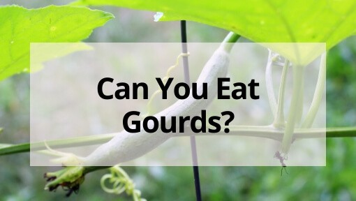 Can You Eat Gourds? (or Should They Stay Decoration-Only?)