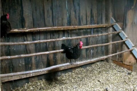 Chicken Coop Necessities: 6 Things Your Coop Must Have