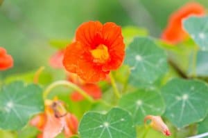 The Ultimate Guide to Companion Planting in Your Vegetable Garden