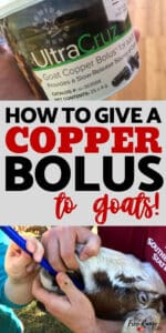 How to Give a Copper Bolus to Your Goat the Easy Way