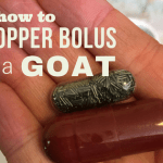 Identifying and Treating Selenium Deficiency in Goats - The Free Range Life