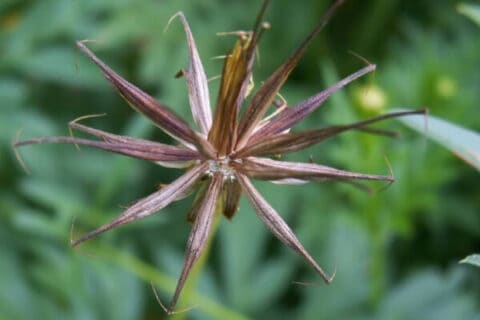 How to Collect Cosmos Seeds to Save for Next Year's Flower Garden