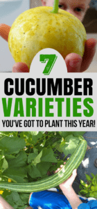 7 Cucumber Varieties to Grow This Year