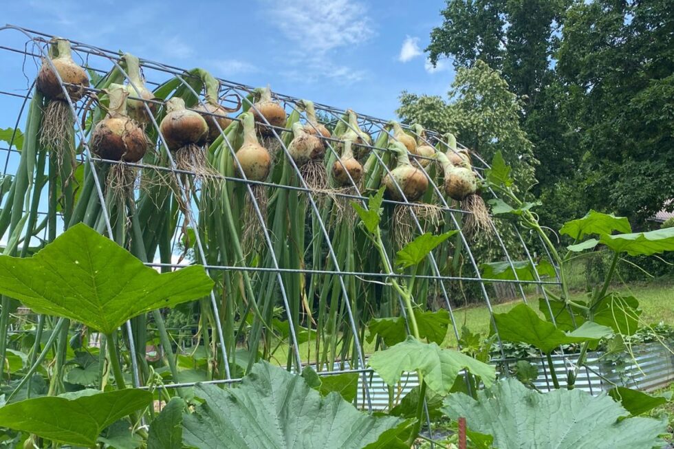 How to Preserve Onions- 5 Different Ways!