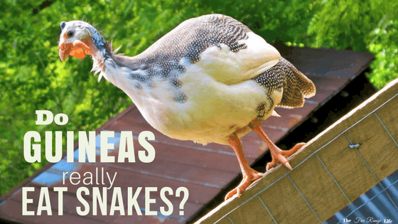 Do Guineas Eat Snakes?