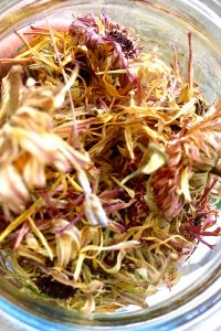 How to Dry Calendula Flowers