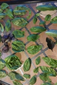 How to Dry Basil- 2 Easy Methods for Drying Basil