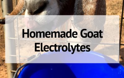 Raising Goats | The Free Range Life