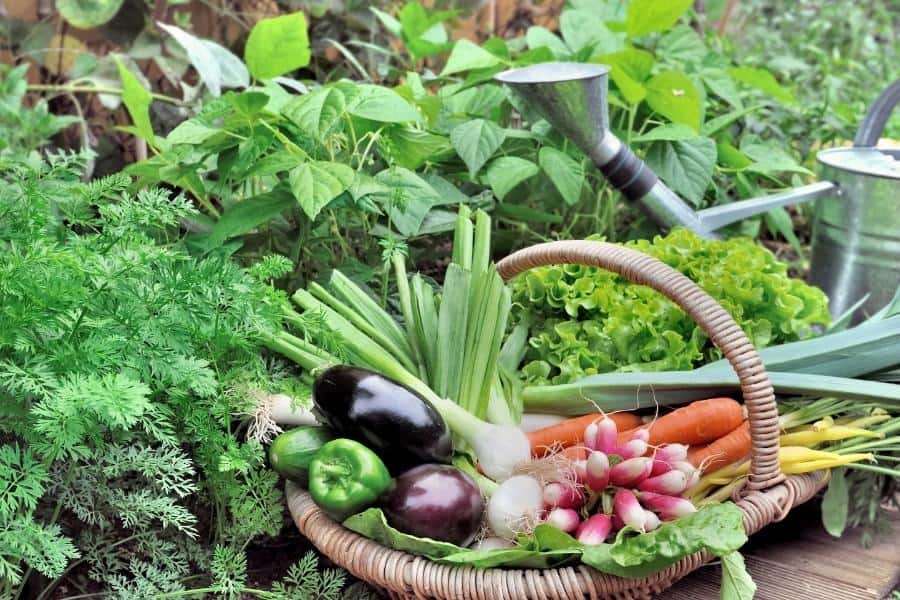 How to Grow More Food in Less Time