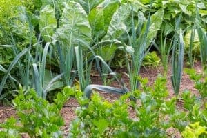 The Best Garlic Companion Plants For Your Garden