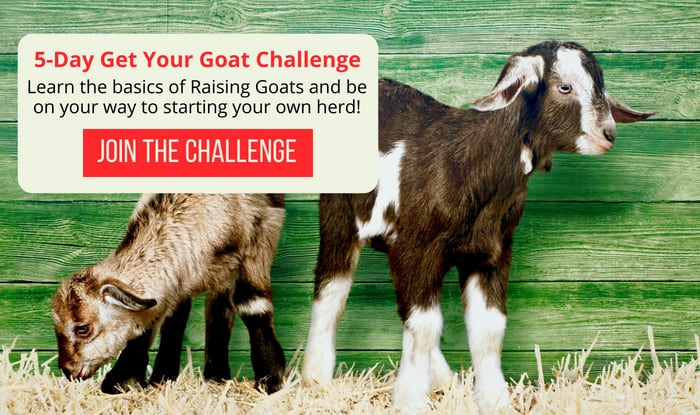 How to Prevent and Treat Coccidiosis in Goats - The Free Range Life