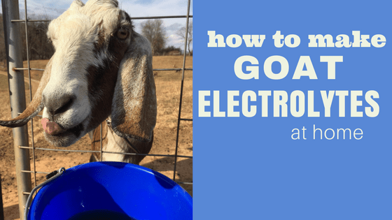 Homemade Goat Electrolytes - The Free Range Life