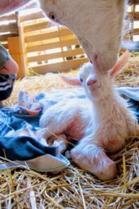 Goat Gestation Calculator to Calculate Your Goat's Due Date
