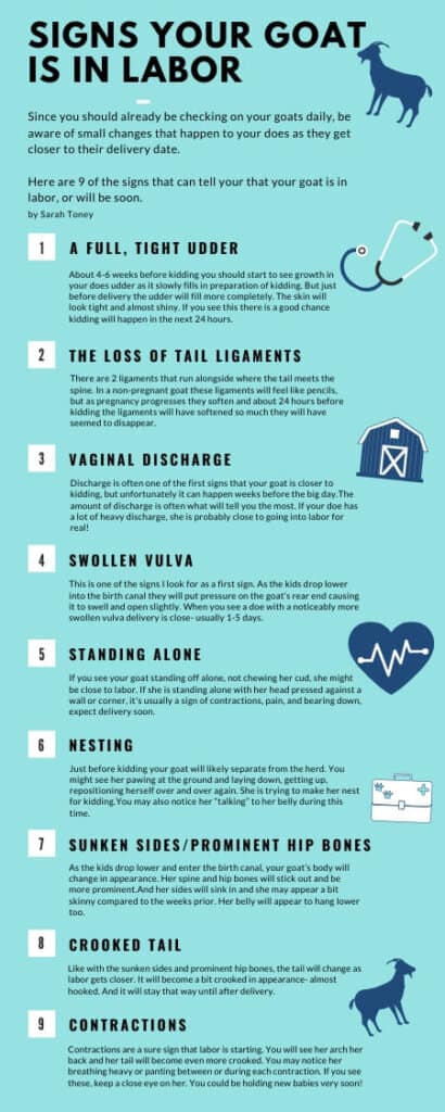 9 Signs Your Goat is in Labor (Or Will Be Soon!)