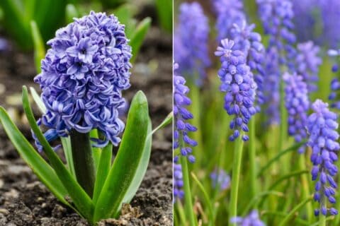 How to Plant Hyacinth Bulbs