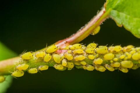 How to Control Aphids: 9 Companion Plants That Repel Aphids